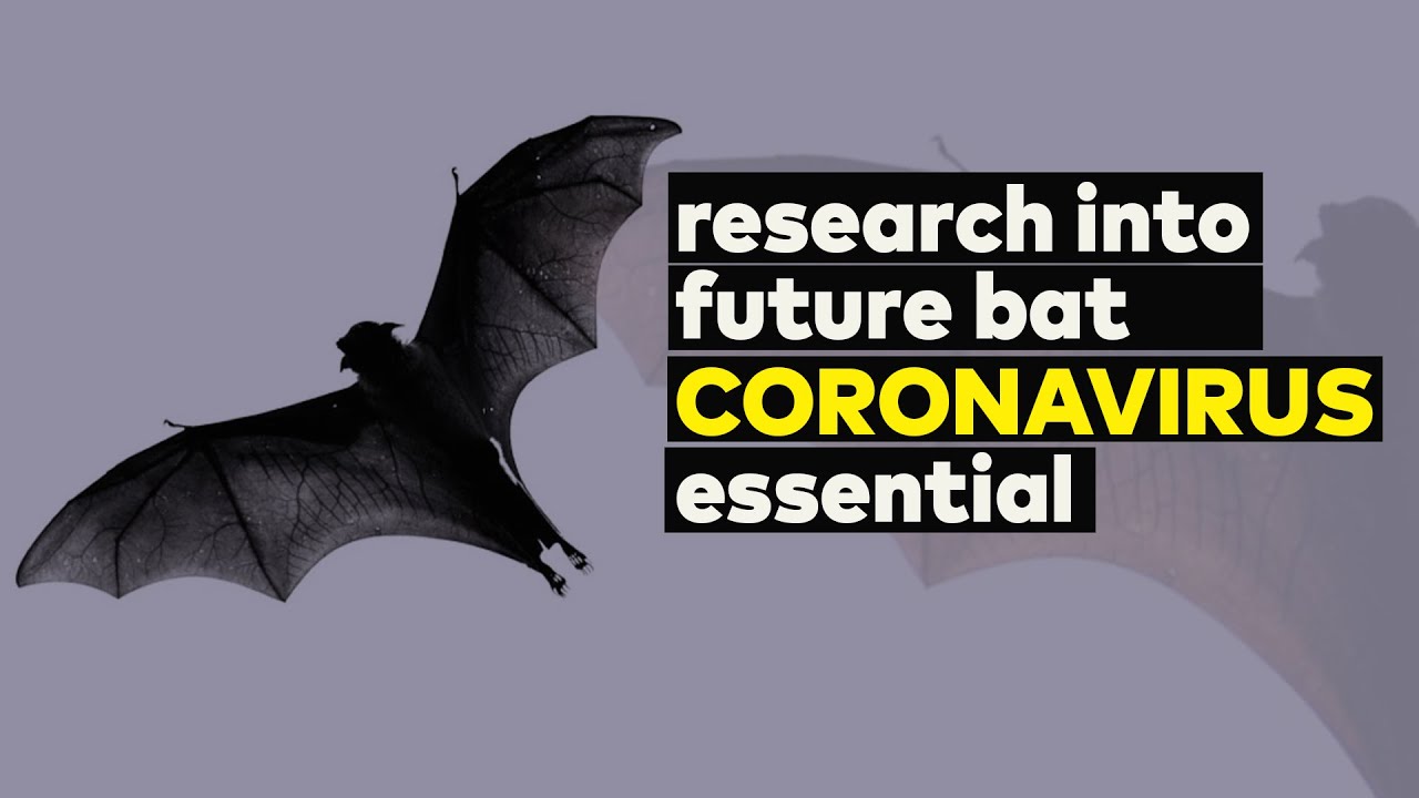 Why Did the NIH Cancel Funding for Research into Future Bat Coronavirus ...