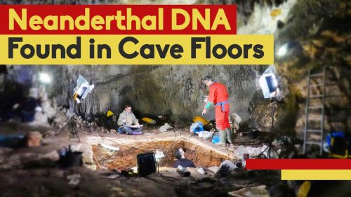 How breeding with Neanderthals aided modern human fertility : Peoples ...