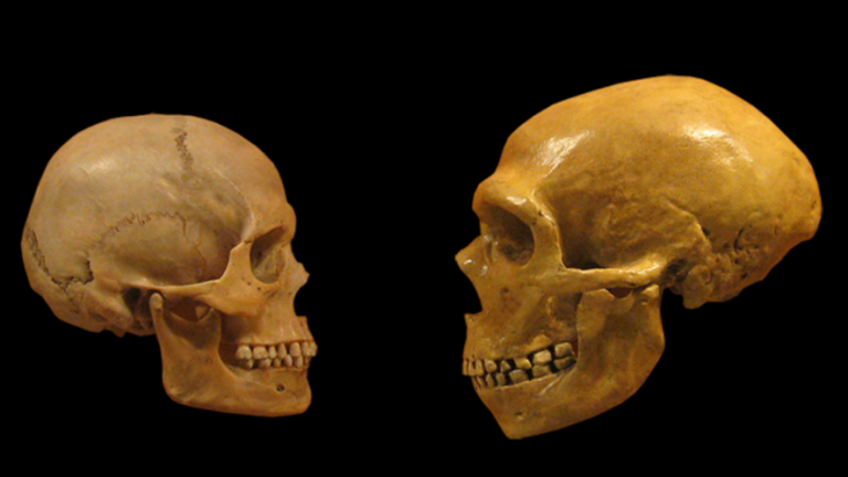 New study reveals only up to 7% of the genome is unique in modern ...