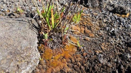 Desert Biocrust struggles to survive under climate change : Peoples ...