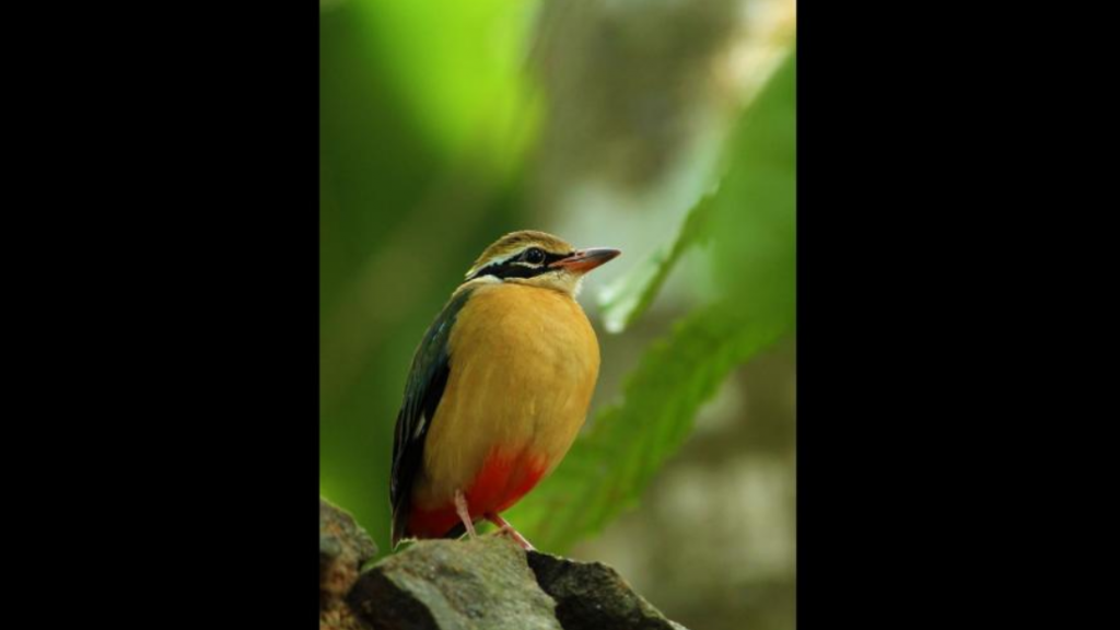 Climate change, habitat loss and over-exploitation are triggering ...