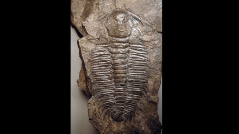 Fossils from millions of years ago shed new light on how animals first ...